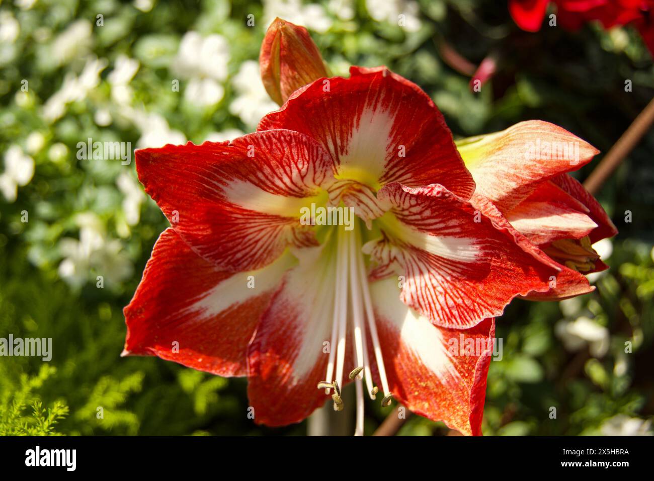 Beautiful red white and yellow flower displayed at the botanical ...