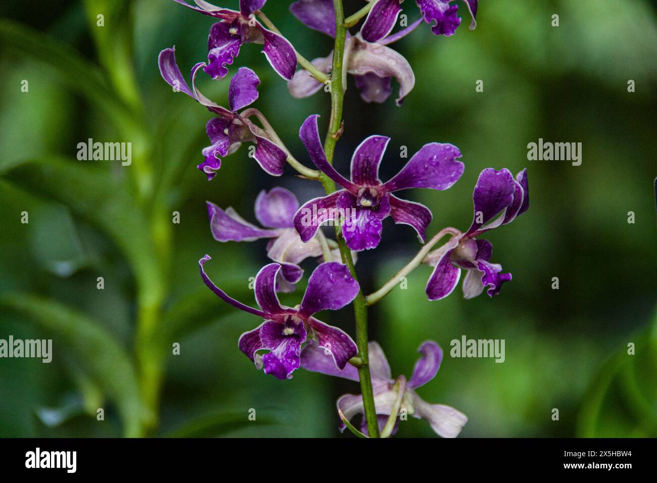 A beautiful example go a purple dendrobium seen at the Botanical ...