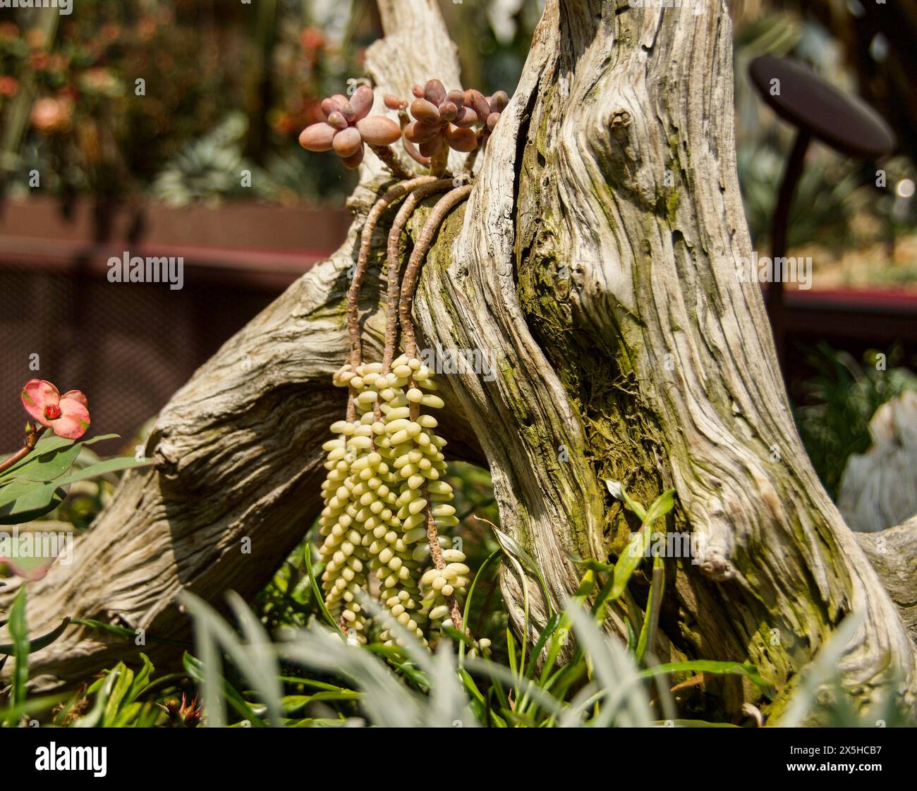 Beautiful display of tree stump with flowers of all varieties growing ...