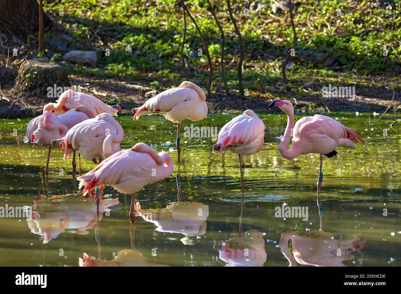 Image of a flock of pink flamingos sleeping on a zoo pond Stock Photo ...