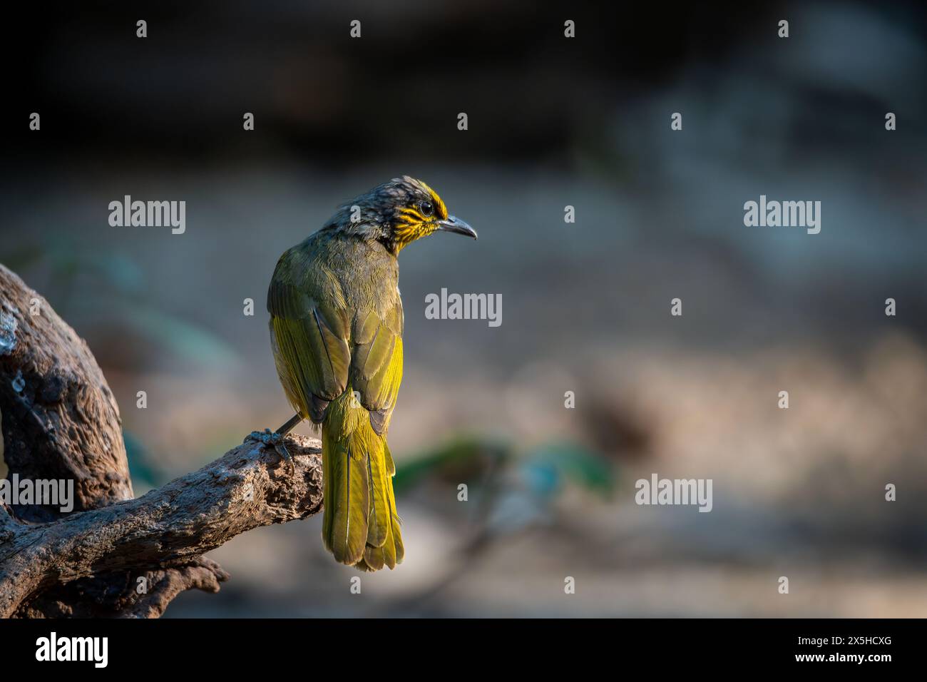 Small birds in Ma Da forest in Vinh Cuu district, Dong Nai province ...