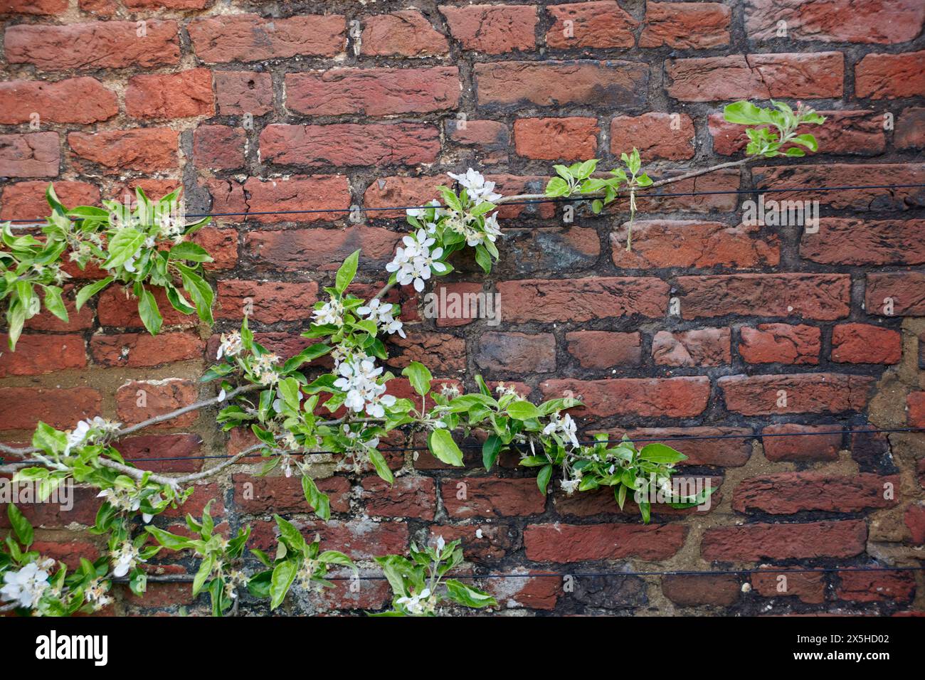 Apple blossom growing on a weathered red brick wall, representing ...