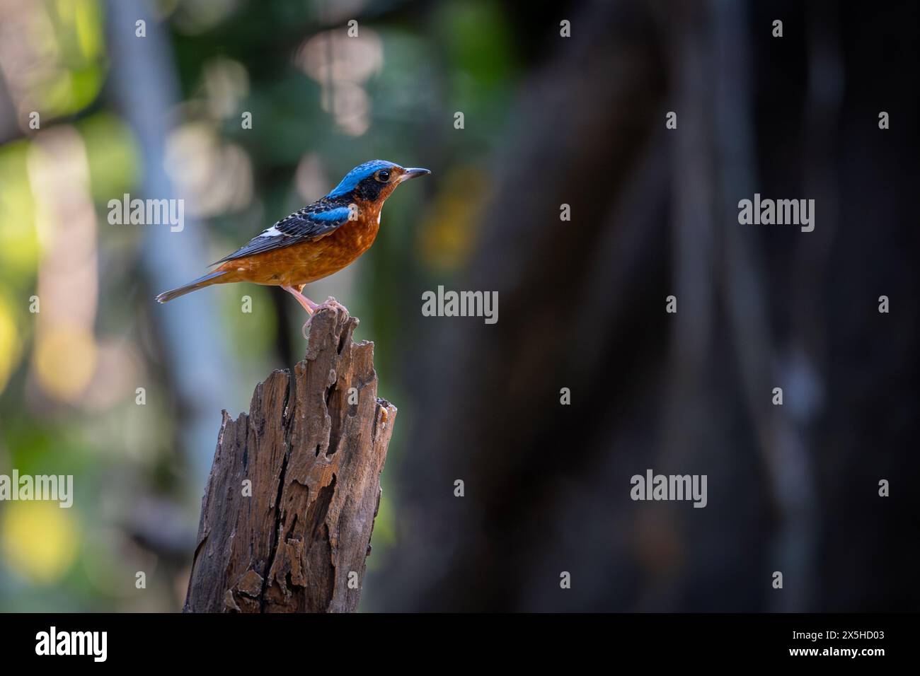 Small birds in Ma Da forest in Vinh Cuu district, Dong Nai province ...