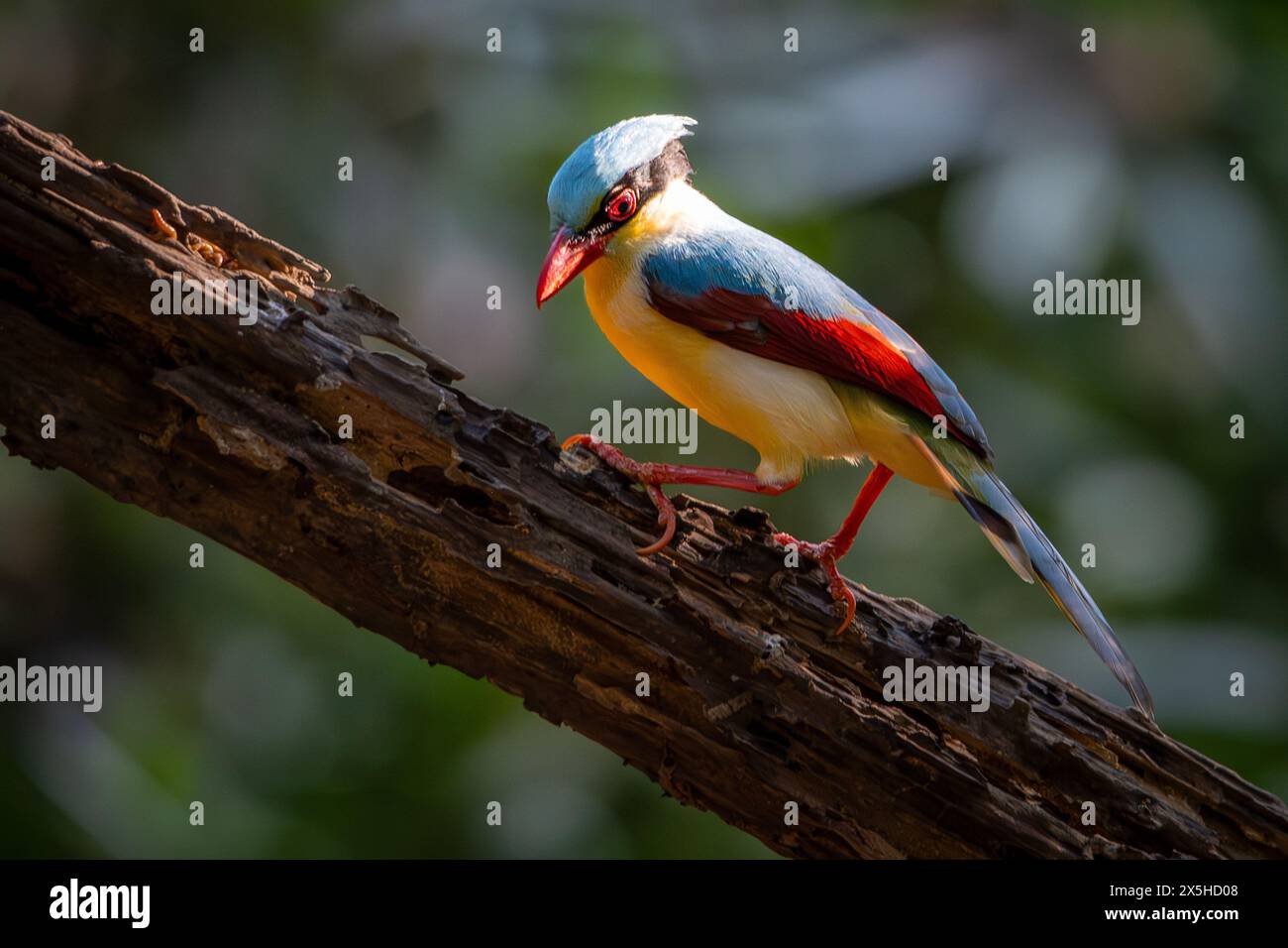 Small birds in Ma Da forest in Vinh Cuu district, Dong Nai province ...