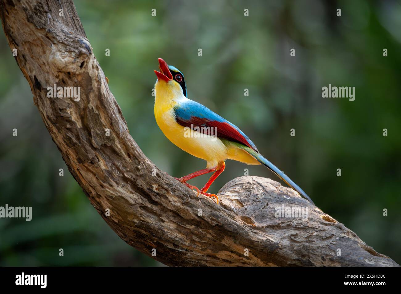Small birds in Ma Da forest in Vinh Cuu district, Dong Nai province ...