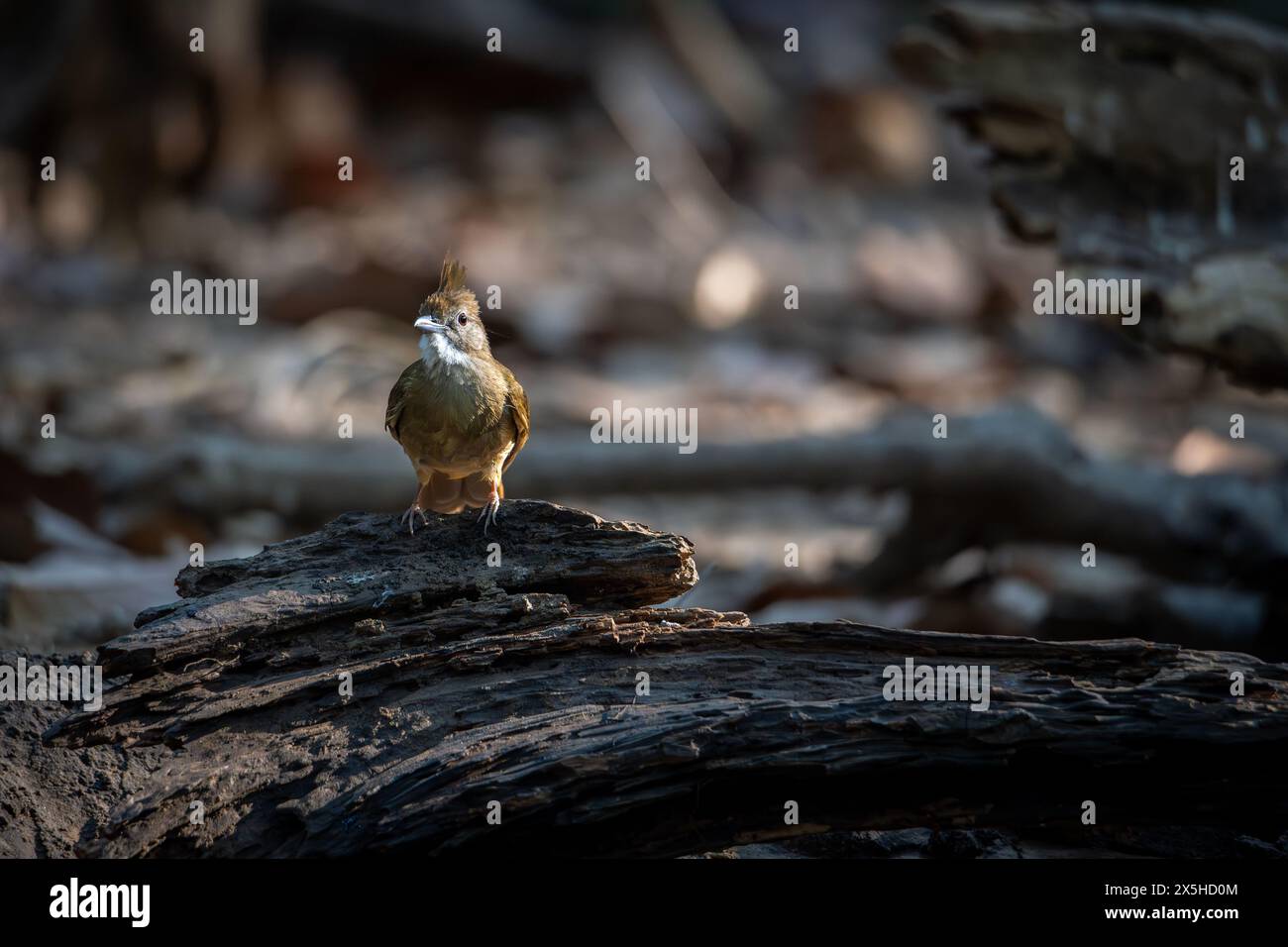 Small birds in Ma Da forest in Vinh Cuu district, Dong Nai province ...