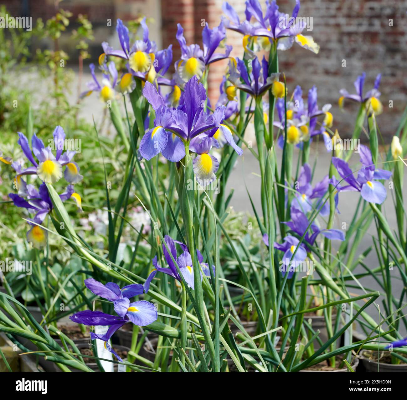 Dutch Iris ( Iris xiphium) flowering during the summer months Stock ...