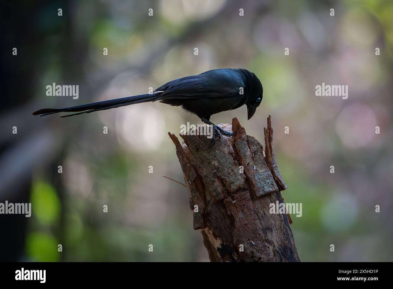 Small birds in Ma Da forest in Vinh Cuu district, Dong Nai province ...