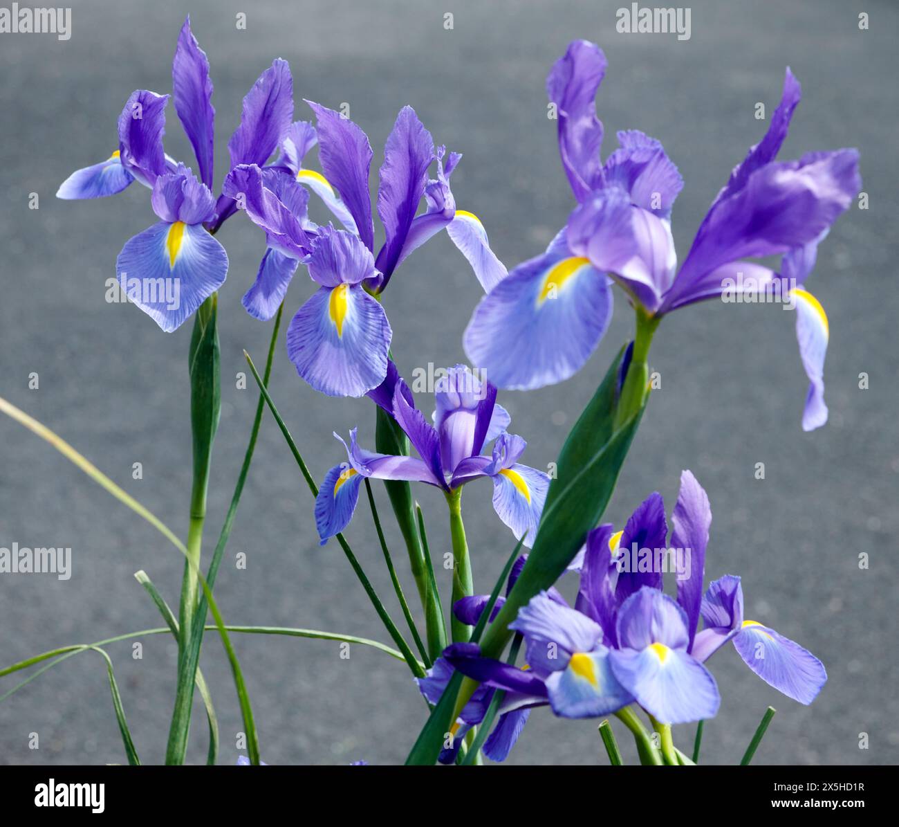 Dutch Iris ( Iris xiphium) flowering during the summer months Stock Photo - Alamy