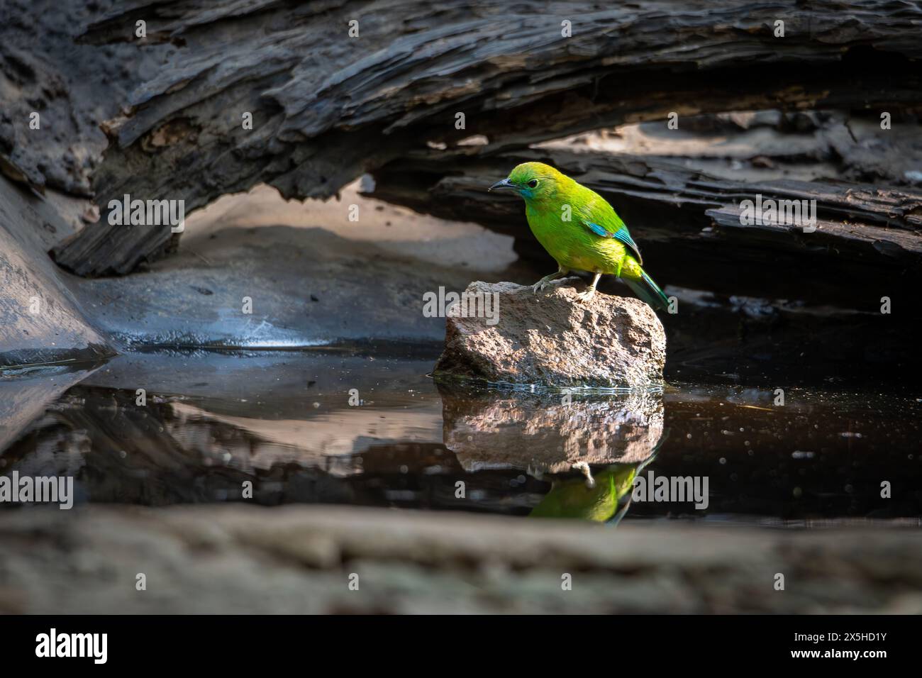 Small birds in Ma Da forest in Vinh Cuu district, Dong Nai province ...
