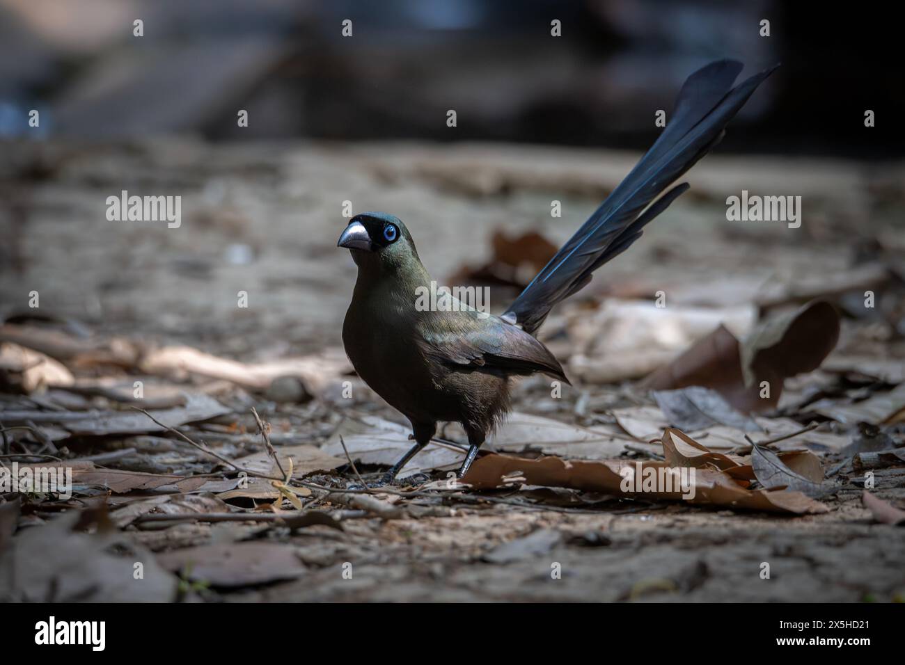 Small birds in Ma Da forest in Vinh Cuu district, Dong Nai province ...