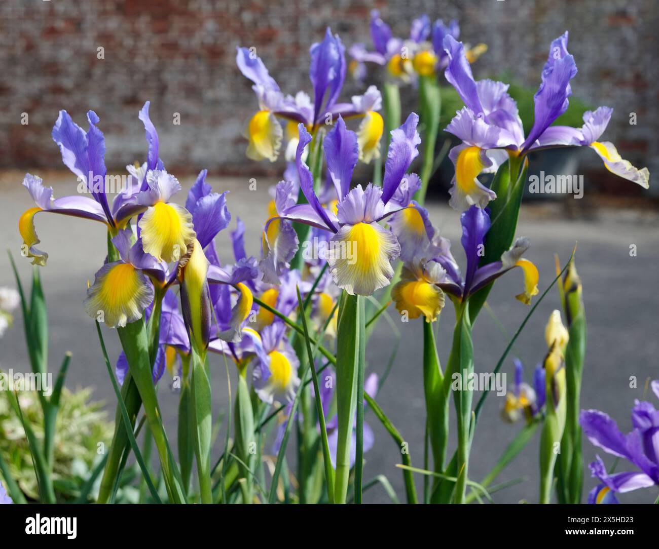 Dutch Iris ( Iris xiphium) flowering during the summer months Stock ...