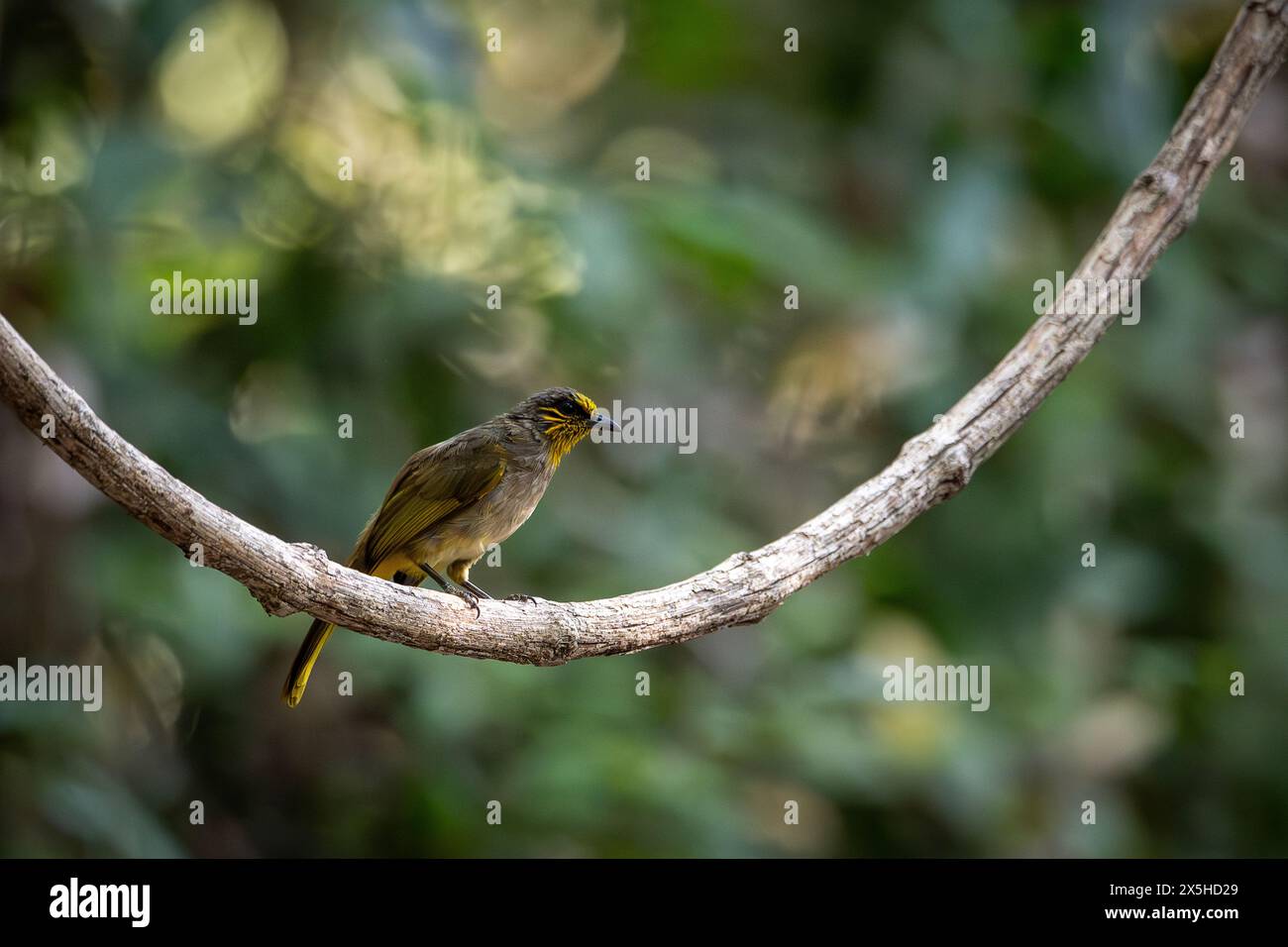 Small birds in Ma Da forest in Vinh Cuu district, Dong Nai province ...