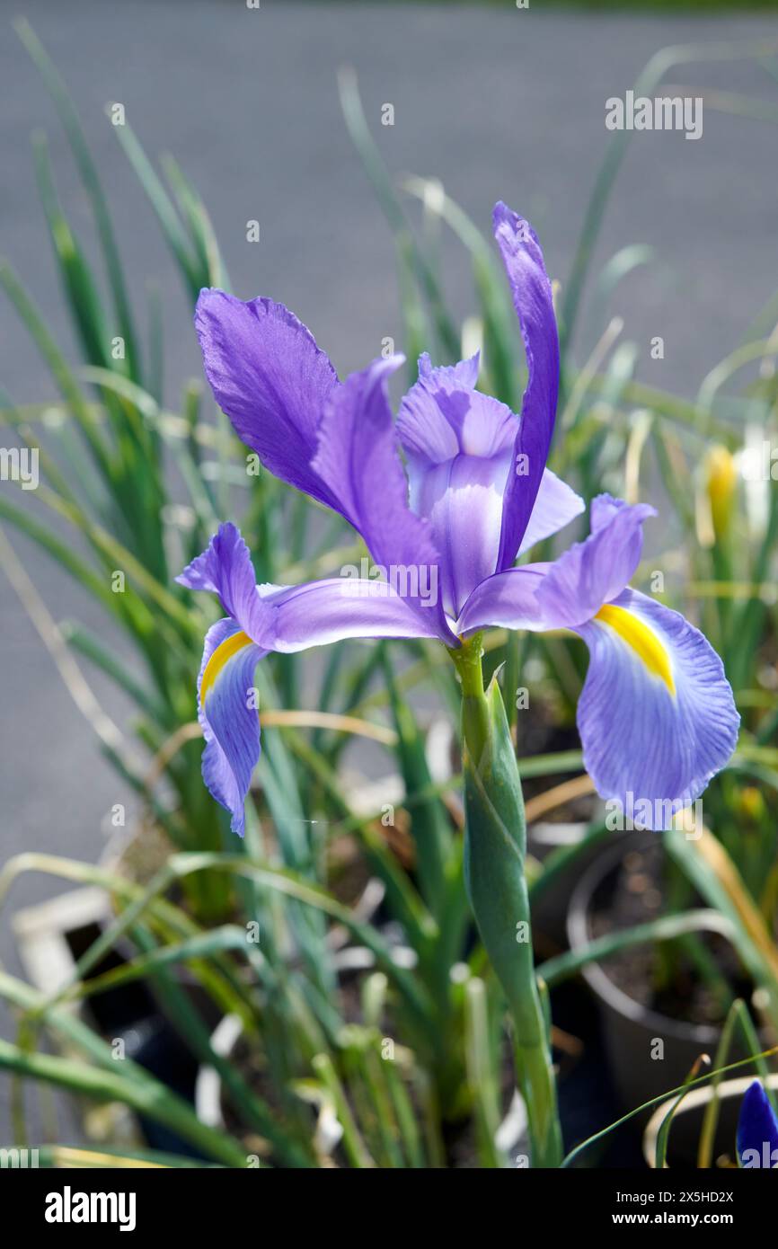 Dutch Iris ( Iris xiphium) flowering during the summer months Stock ...