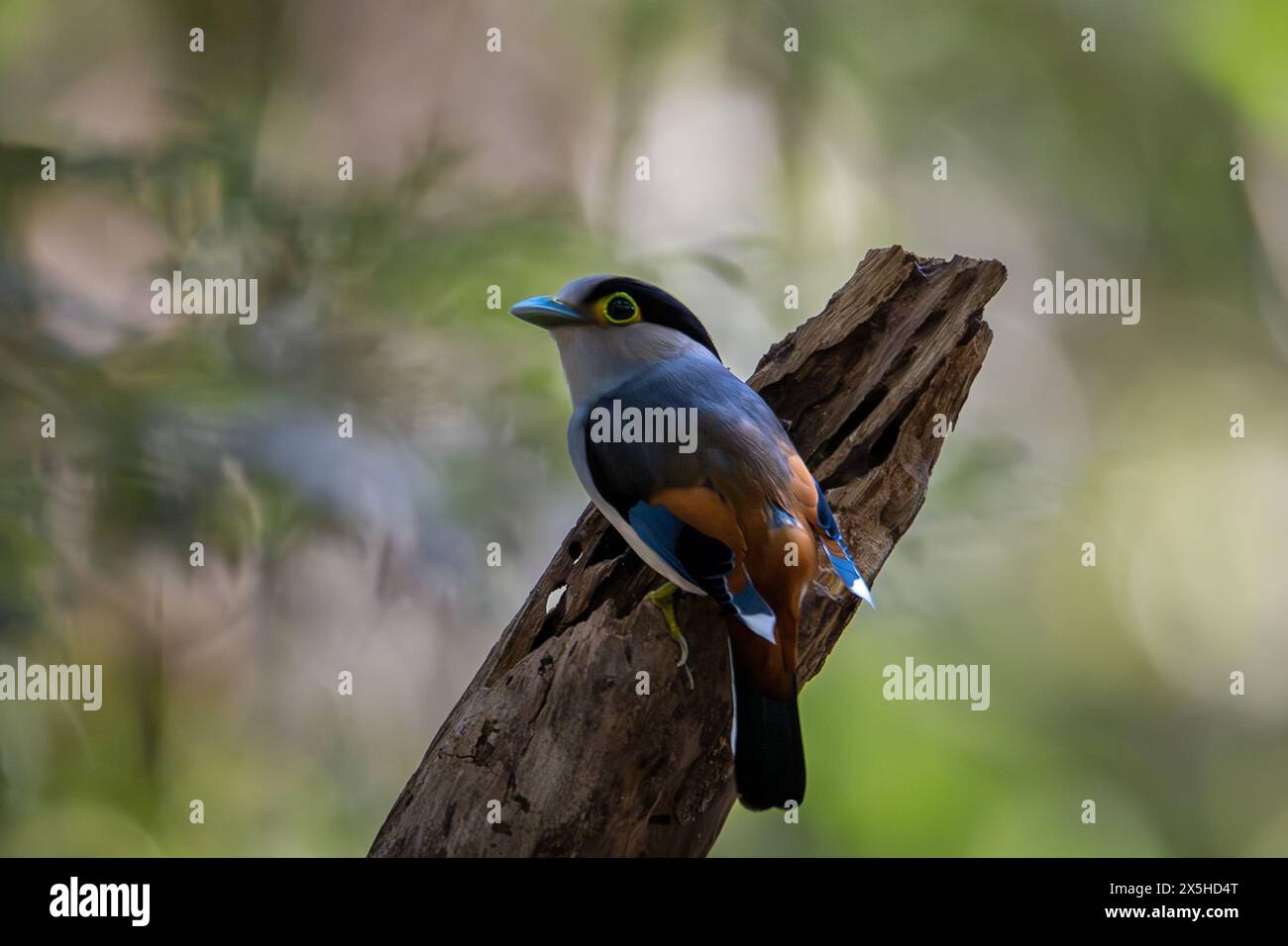 Small birds in Ma Da forest in Vinh Cuu district, Dong Nai province ...