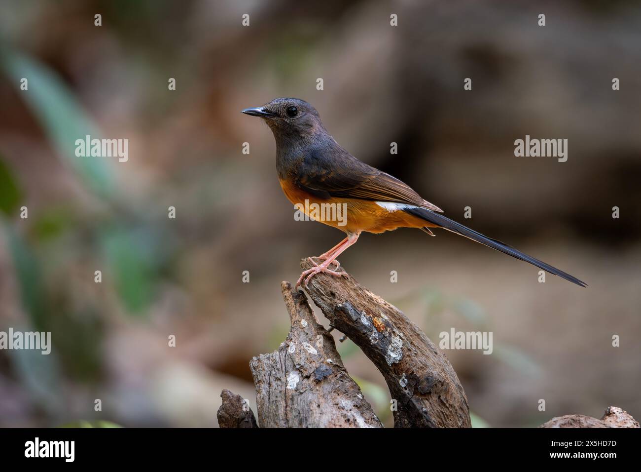 Small birds in Ma Da forest in Vinh Cuu district, Dong Nai province ...