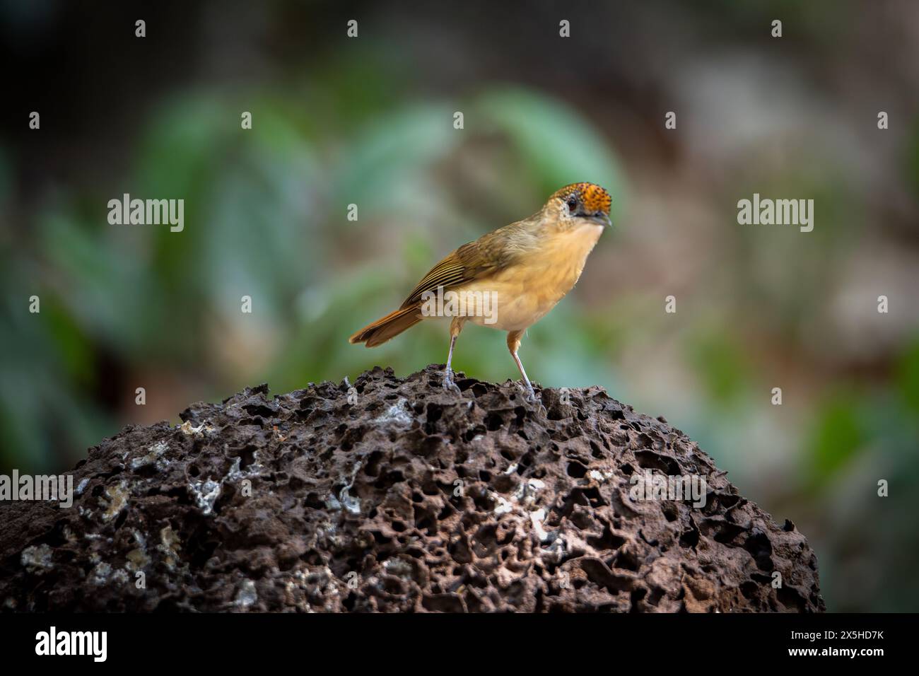 Small birds in Ma Da forest in Vinh Cuu district, Dong Nai province ...