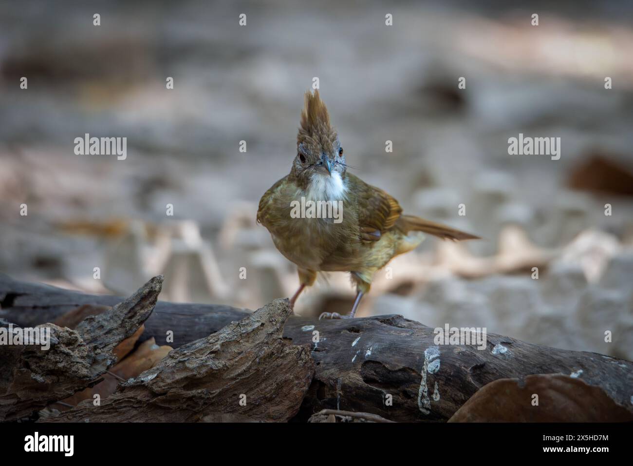 Small birds in Ma Da forest in Vinh Cuu district, Dong Nai province ...