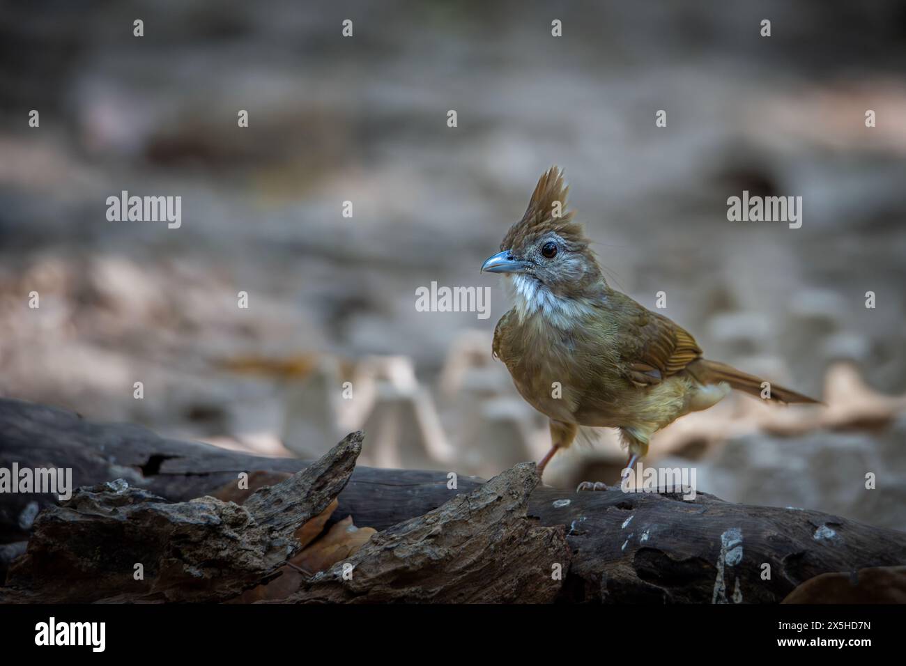 Small birds in Ma Da forest in Vinh Cuu district, Dong Nai province ...