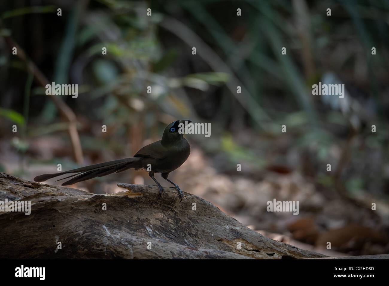 Small birds in Ma Da forest in Vinh Cuu district, Dong Nai province ...