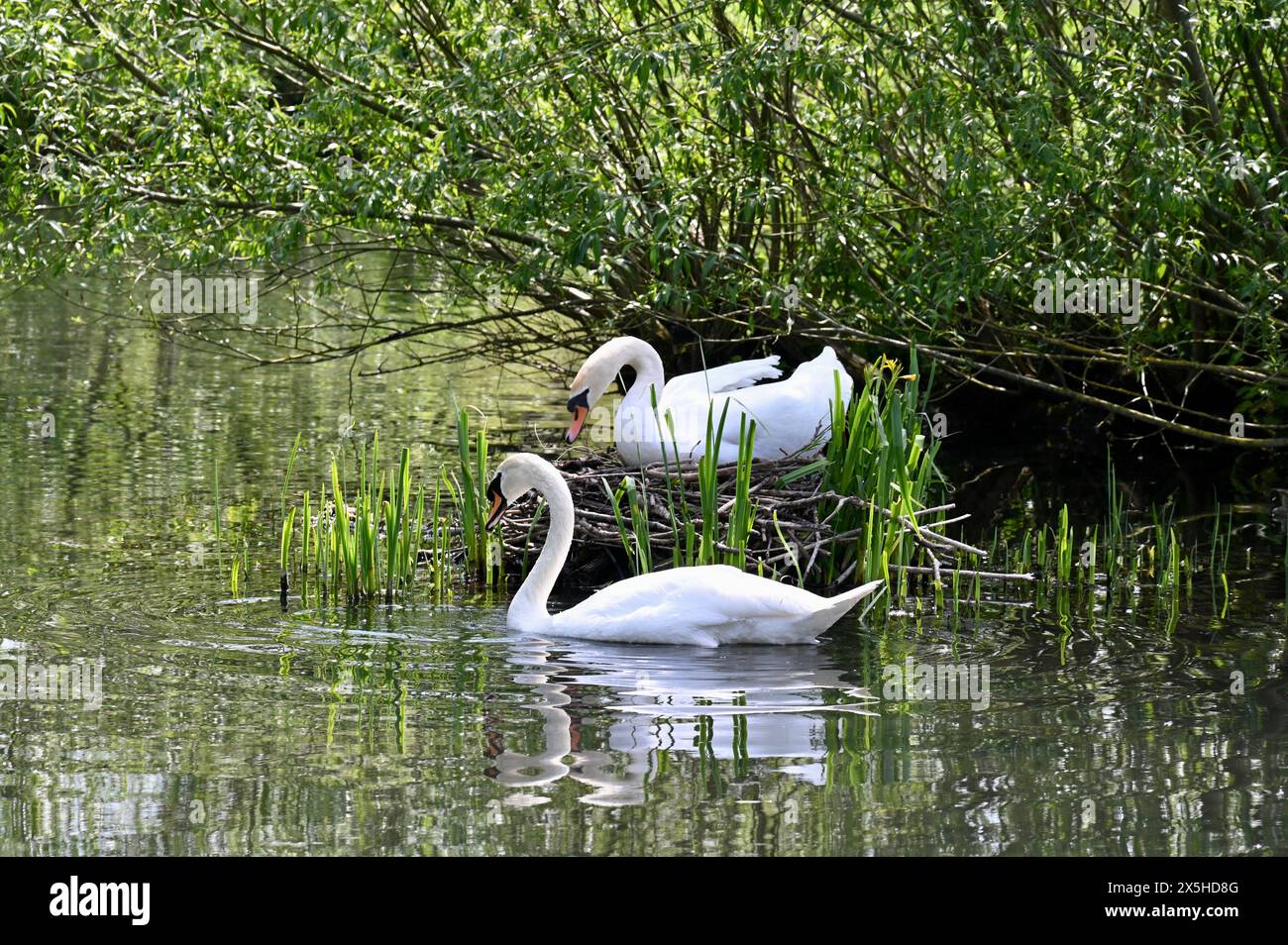 Nesting Swans, River Cray, Foots Cray Nature Reserve, Sidcup, Kent, UK ...