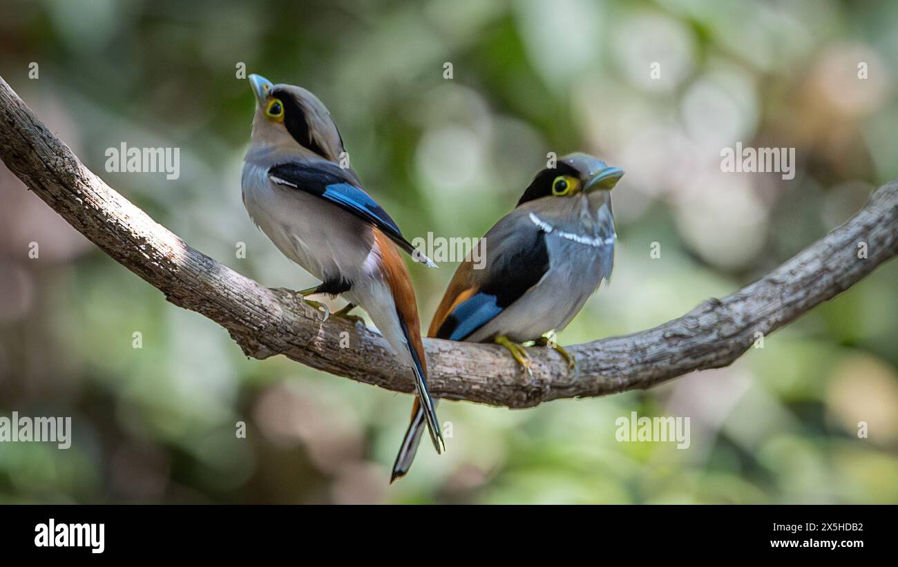 Small birds in Ma Da forest in Vinh Cuu district, Dong Nai province ...