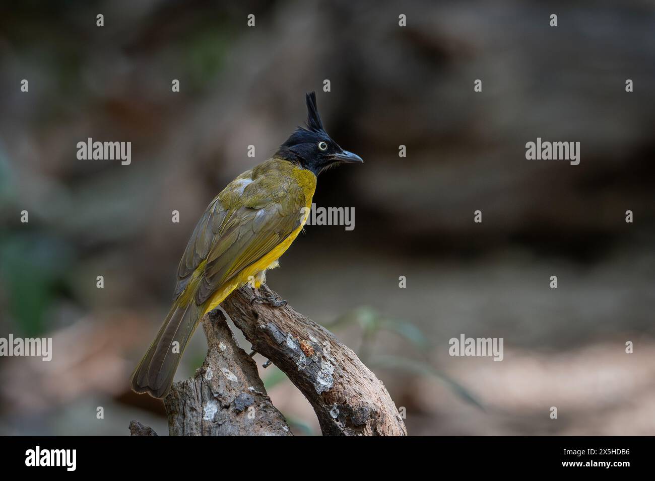Small birds in Ma Da forest in Vinh Cuu district, Dong Nai province ...
