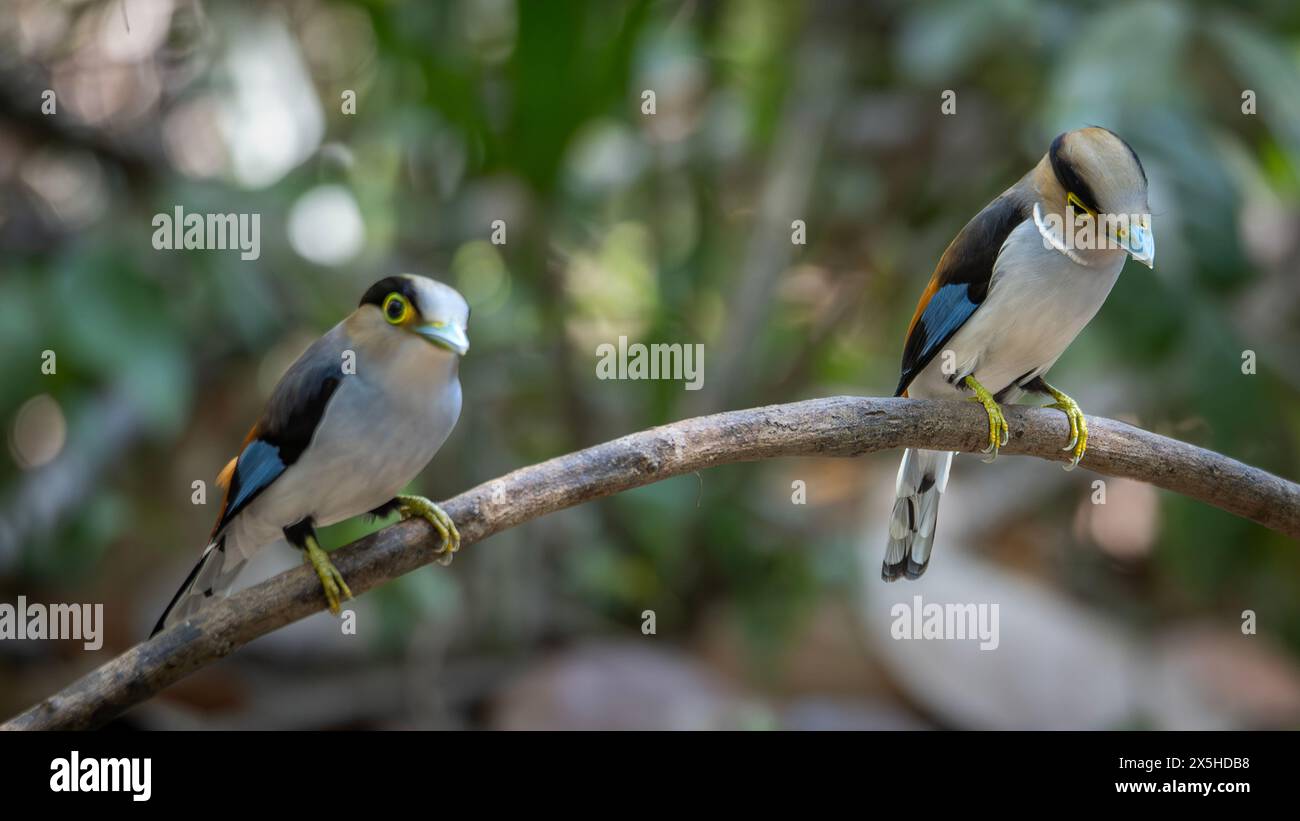Small birds in Ma Da forest in Vinh Cuu district, Dong Nai province ...