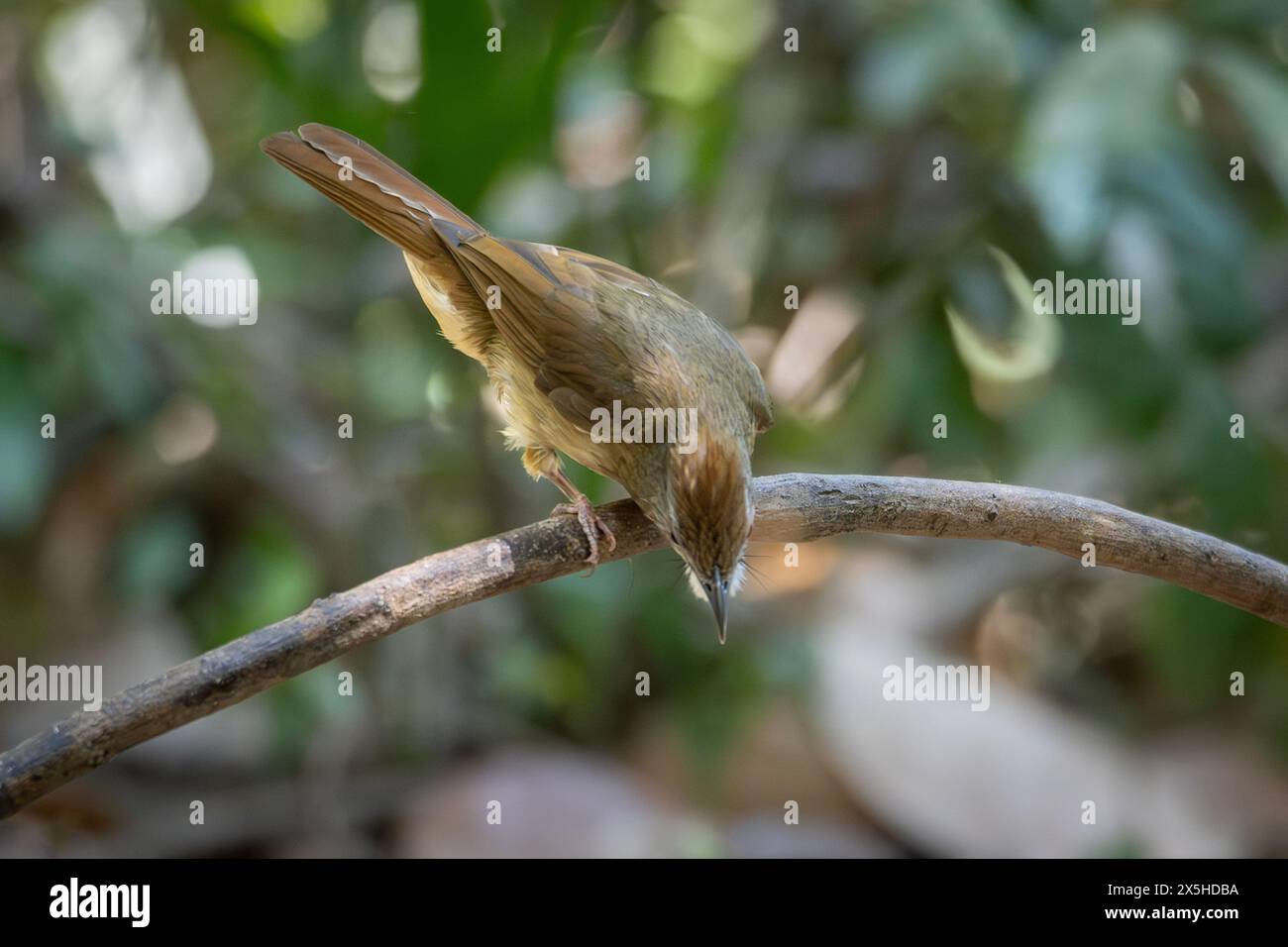 Small birds in Ma Da forest in Vinh Cuu district, Dong Nai province ...