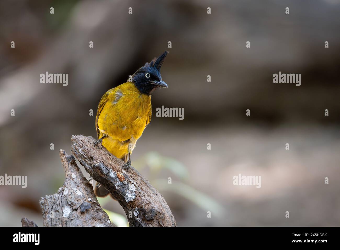 Small birds in Ma Da forest in Vinh Cuu district, Dong Nai province ...