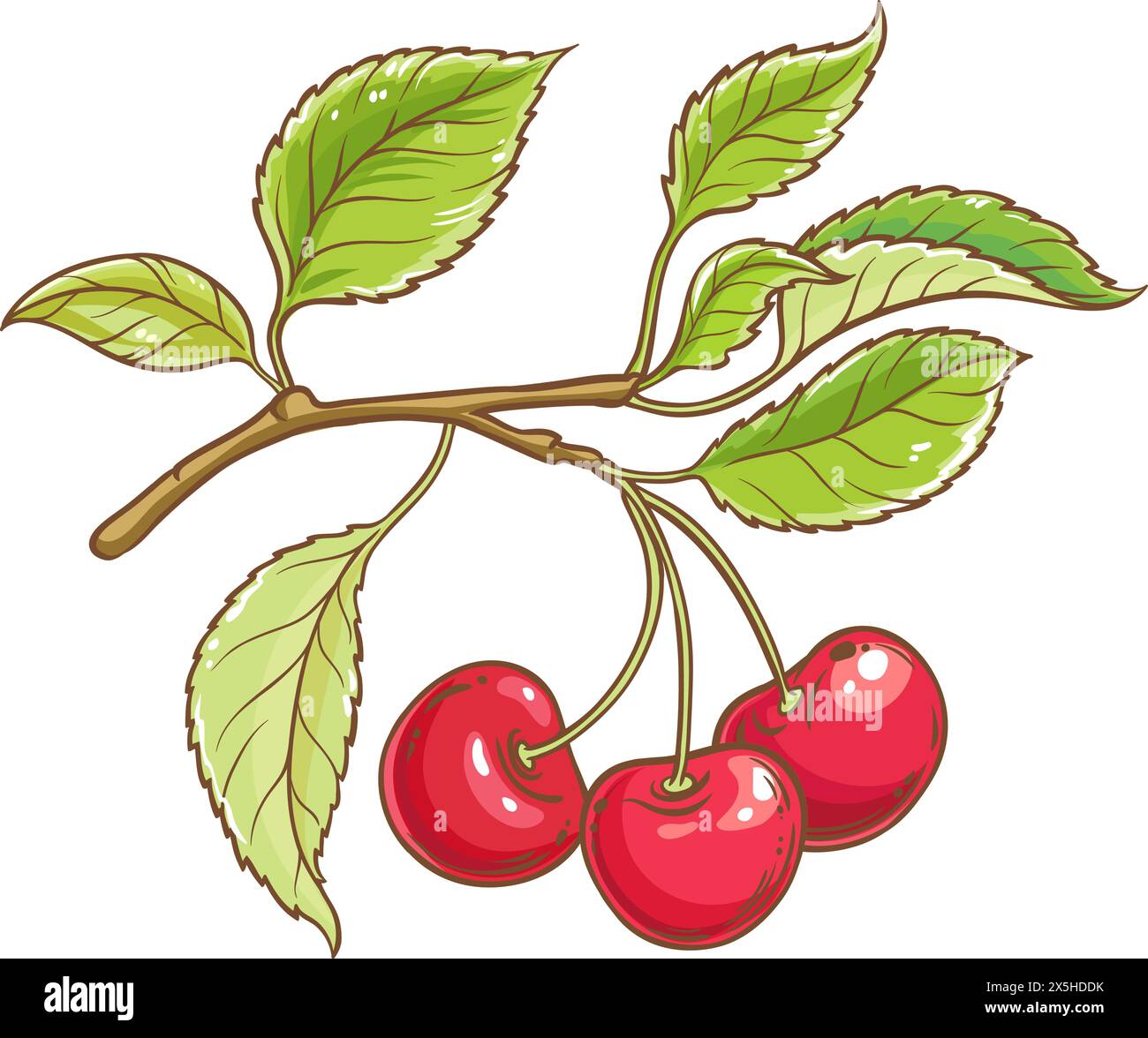 Cherry Branch Colored Detailed Illustration Stock Vector Image & Art ...