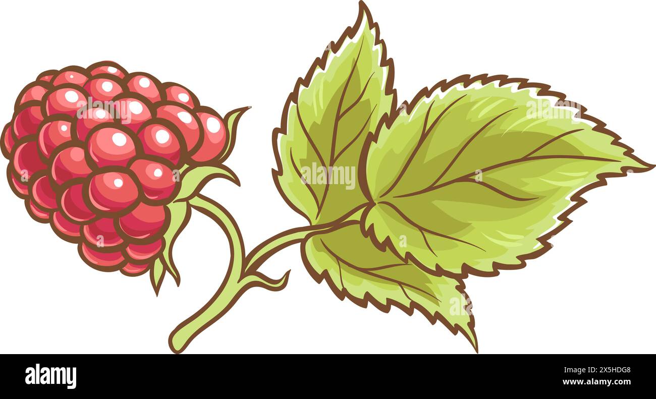 Raspberry Branch Colored Detailed Illustration Stock Vector Image & Art ...