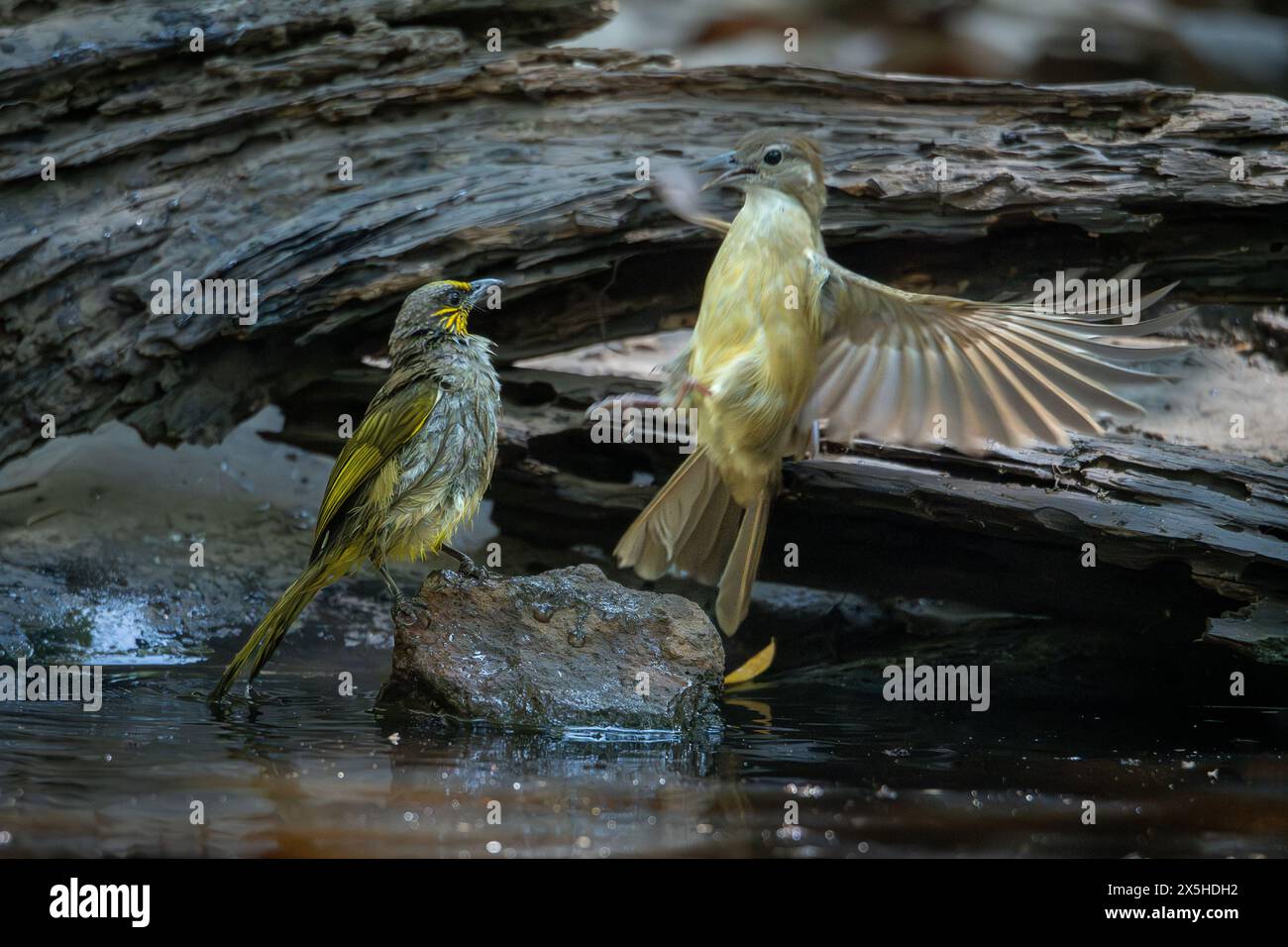 Small birds in Ma Da forest in Vinh Cuu district, Dong Nai province ...