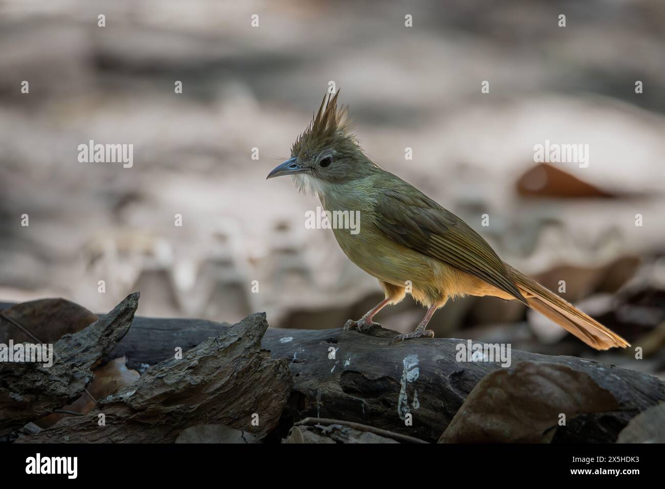 Small birds in Ma Da forest in Vinh Cuu district, Dong Nai province ...