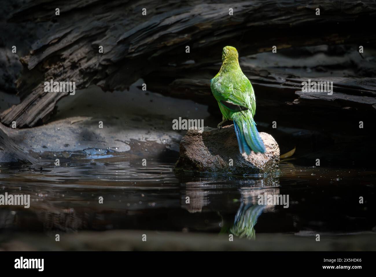 Small birds in Ma Da forest in Vinh Cuu district, Dong Nai province ...