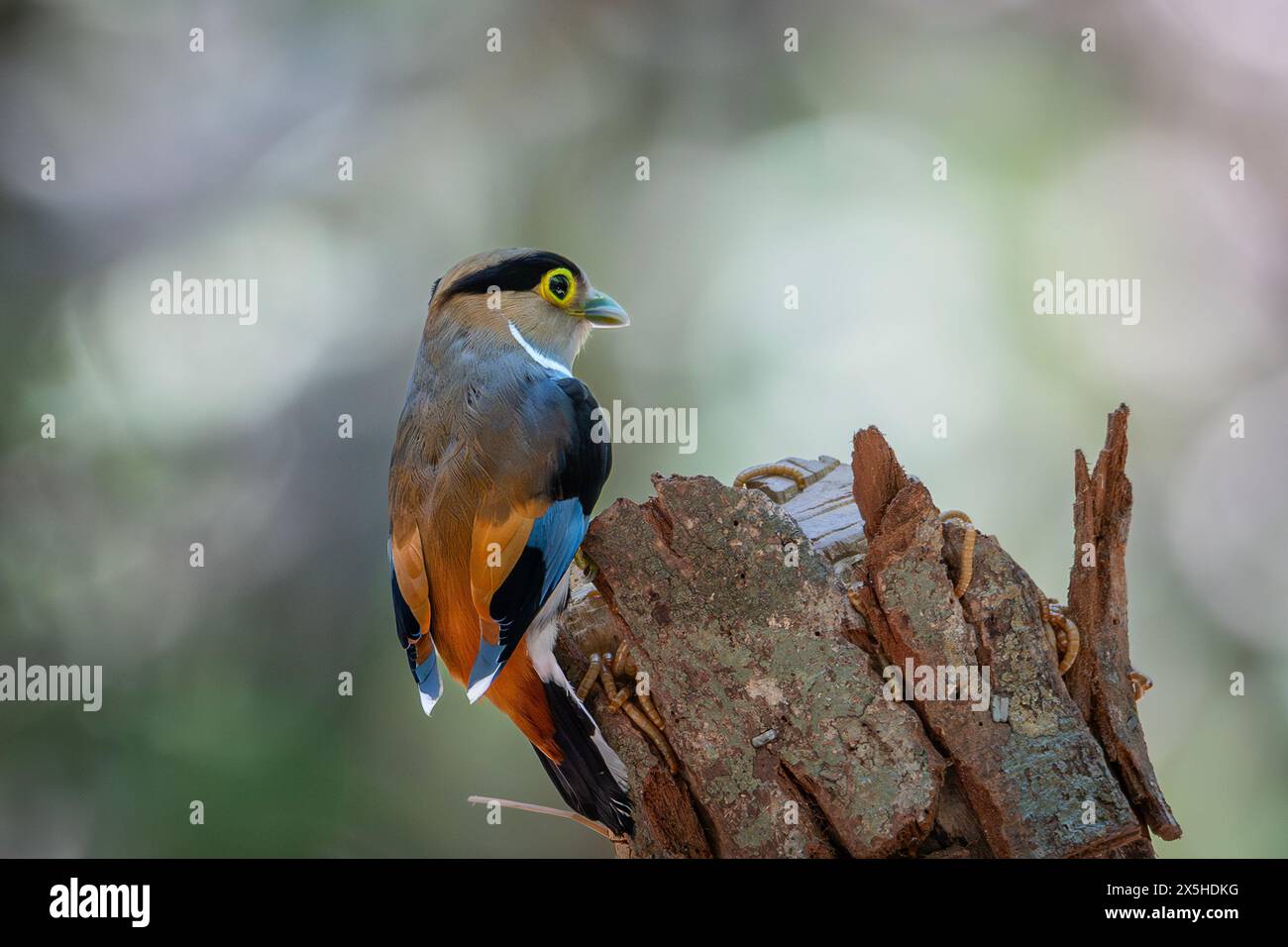 Small birds in Ma Da forest in Vinh Cuu district, Dong Nai province ...