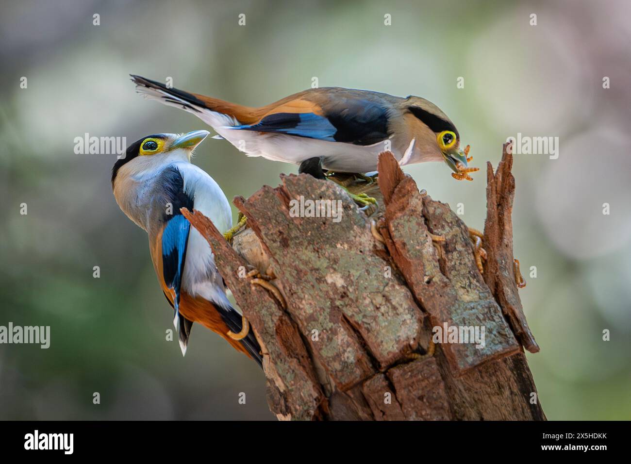 Small birds in Ma Da forest in Vinh Cuu district, Dong Nai province ...