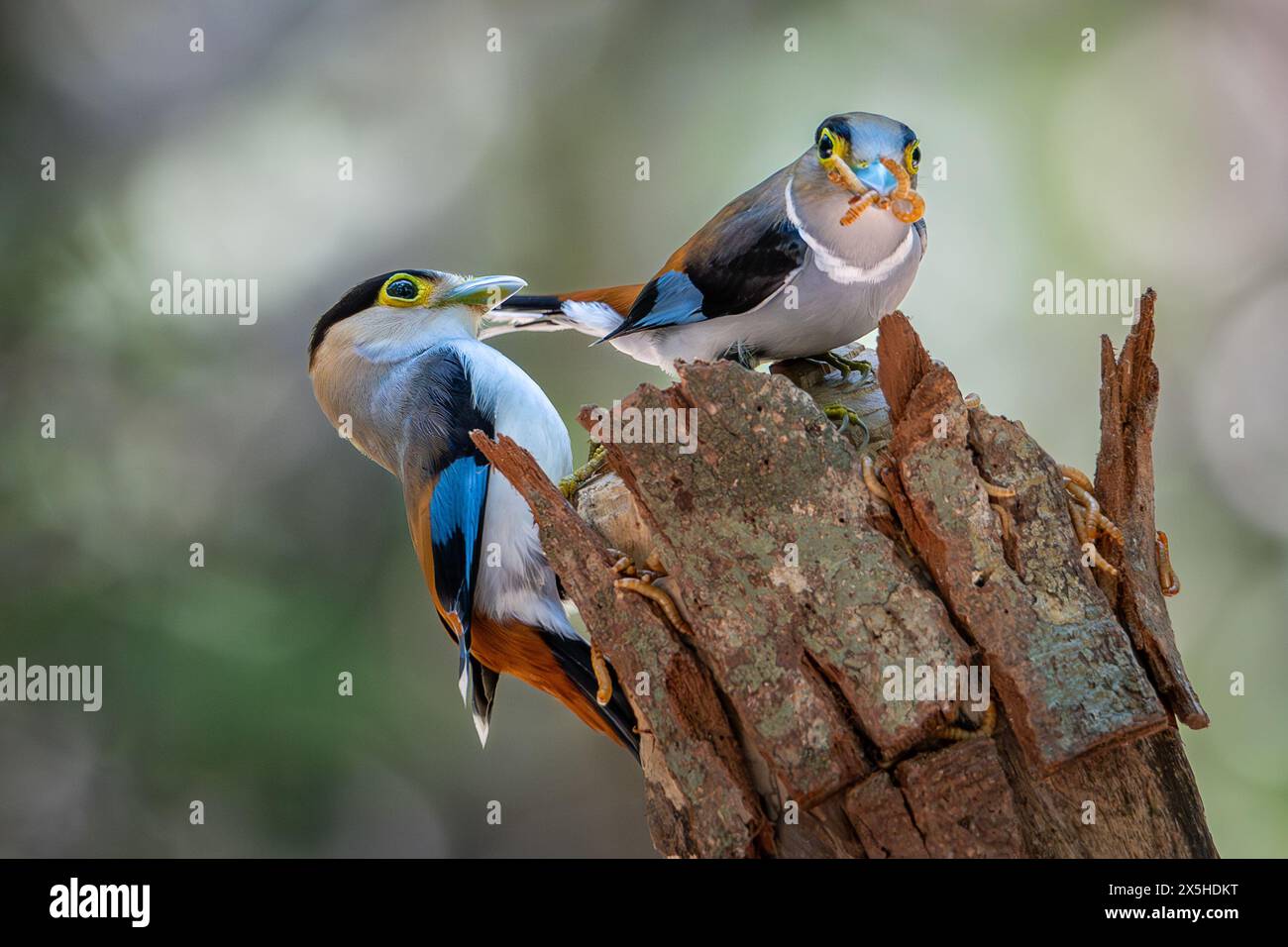 Small birds in Ma Da forest in Vinh Cuu district, Dong Nai province ...