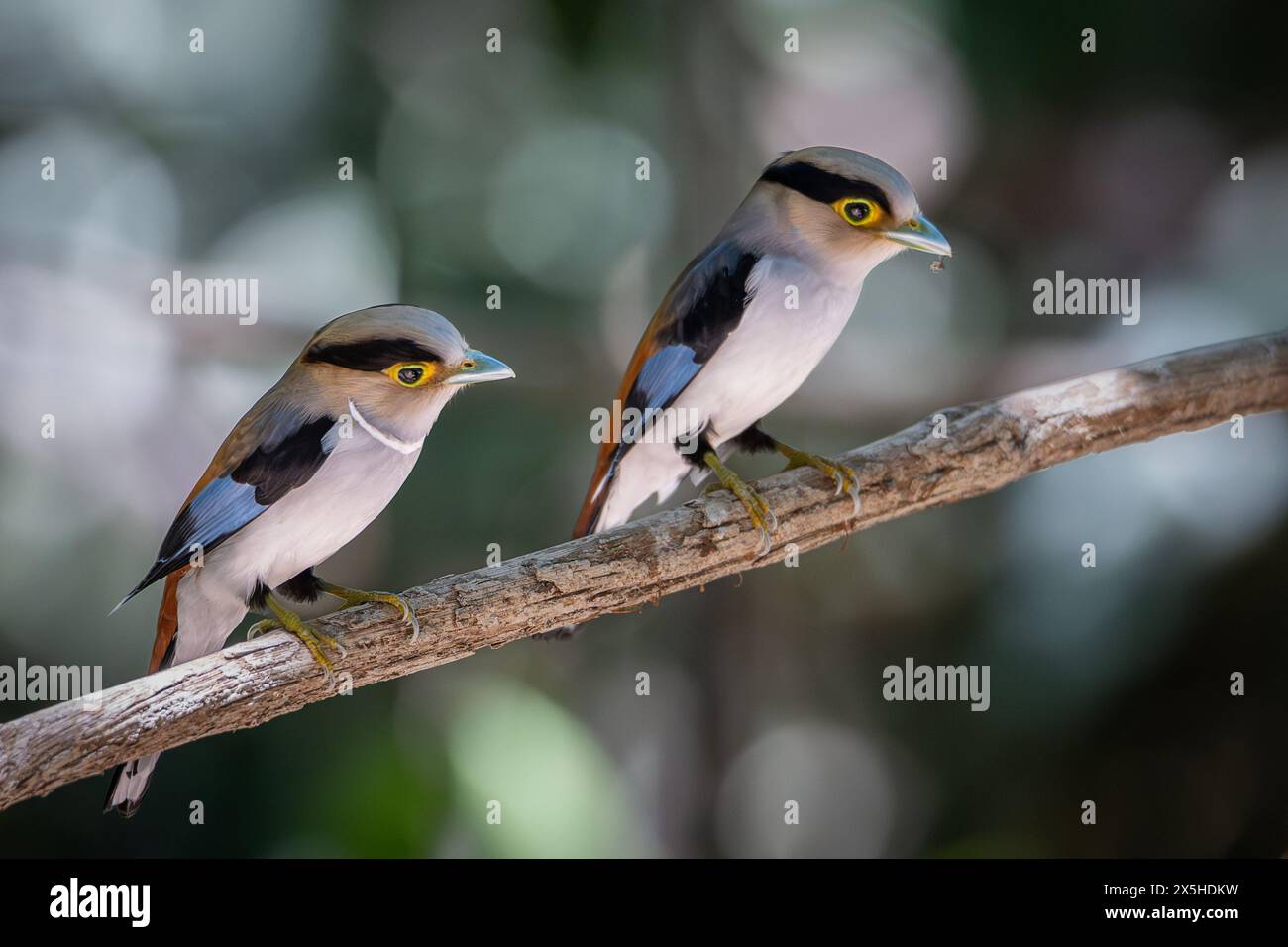 Small birds in Ma Da forest in Vinh Cuu district, Dong Nai province ...
