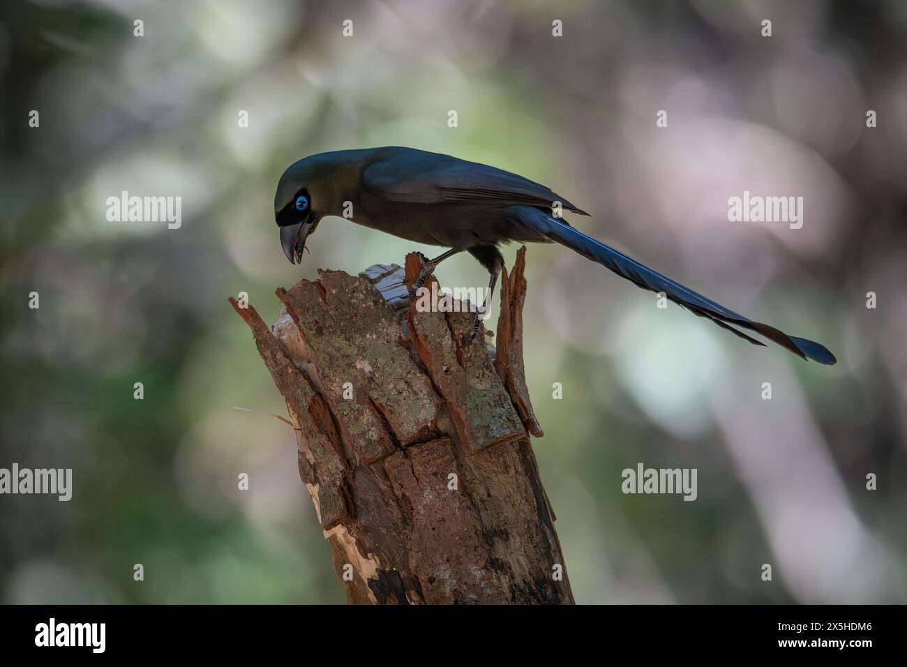 Small birds in Ma Da forest in Vinh Cuu district, Dong Nai province ...