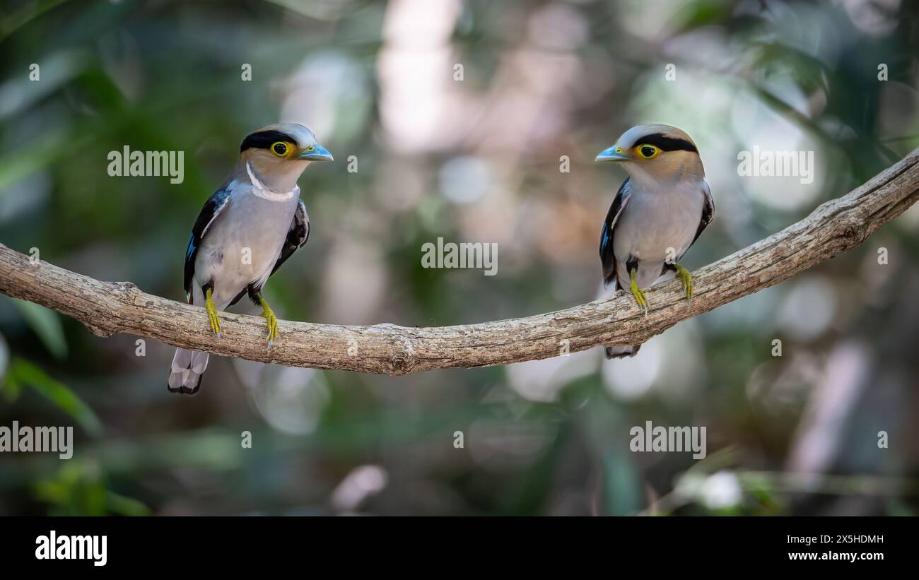 Small birds in Ma Da forest in Vinh Cuu district, Dong Nai province ...
