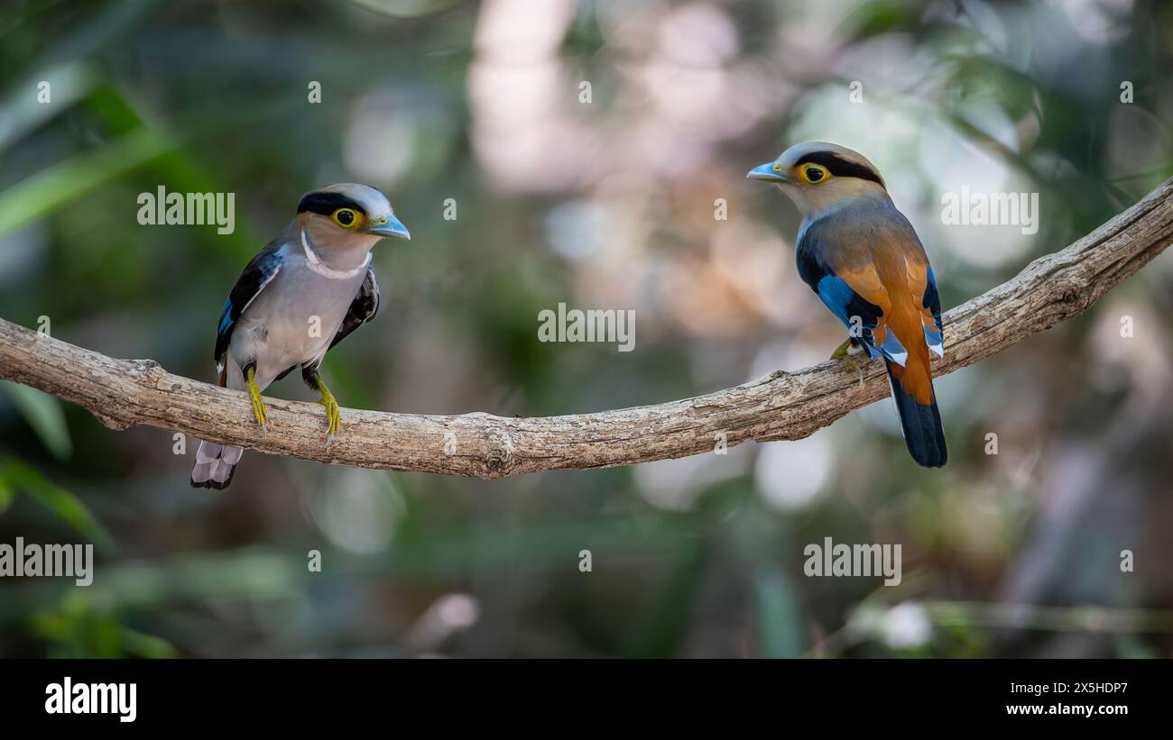 Small birds in Ma Da forest in Vinh Cuu district, Dong Nai province ...