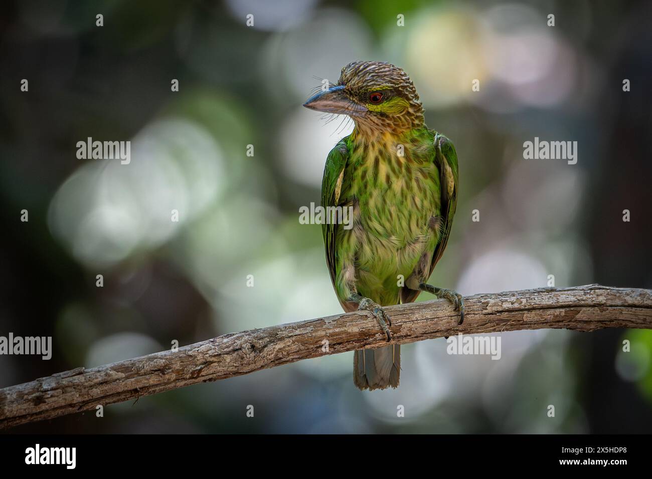 Small birds in Ma Da forest in Vinh Cuu district, Dong Nai province ...