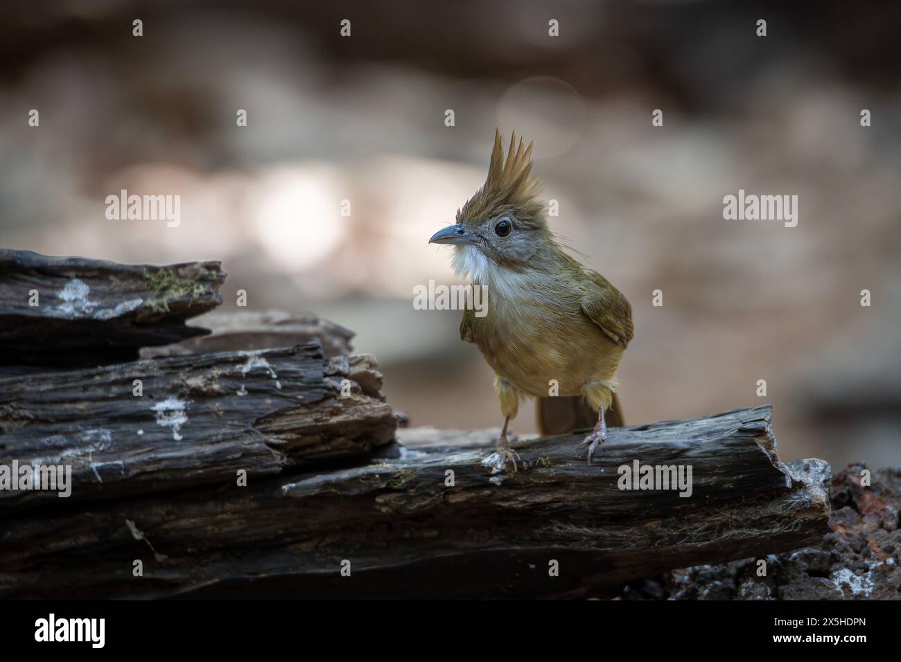 Small birds in Ma Da forest in Vinh Cuu district, Dong Nai province ...