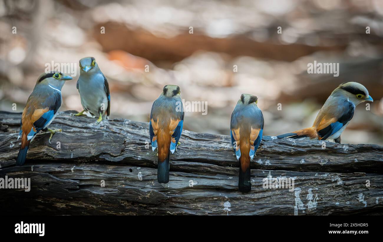 Small birds in Ma Da forest in Vinh Cuu district, Dong Nai province ...