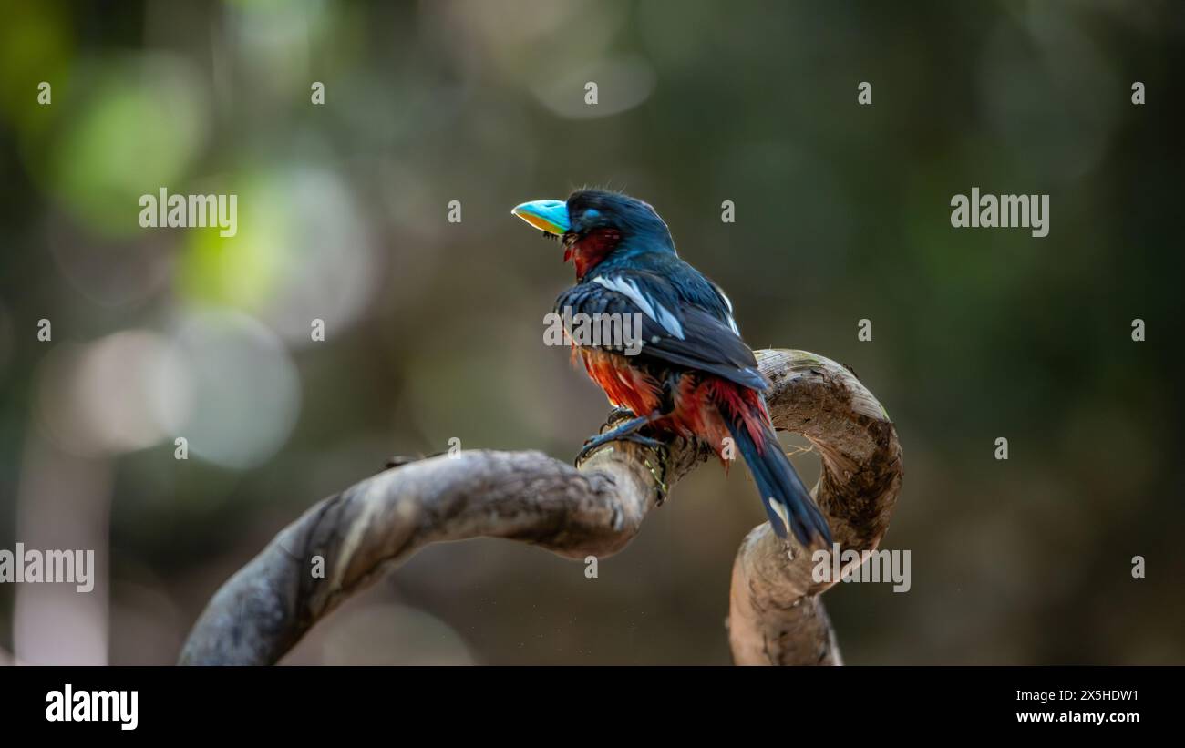 Small birds in Ma Da forest in Vinh Cuu district, Dong Nai province ...