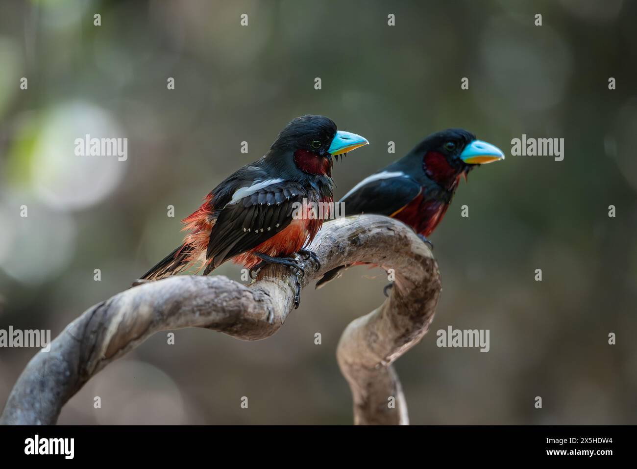 Small birds in Ma Da forest in Vinh Cuu district, Dong Nai province ...