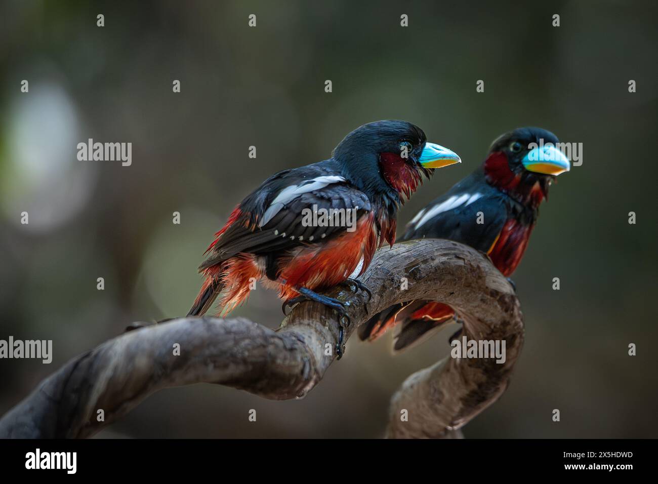 Small birds in Ma Da forest in Vinh Cuu district, Dong Nai province ...