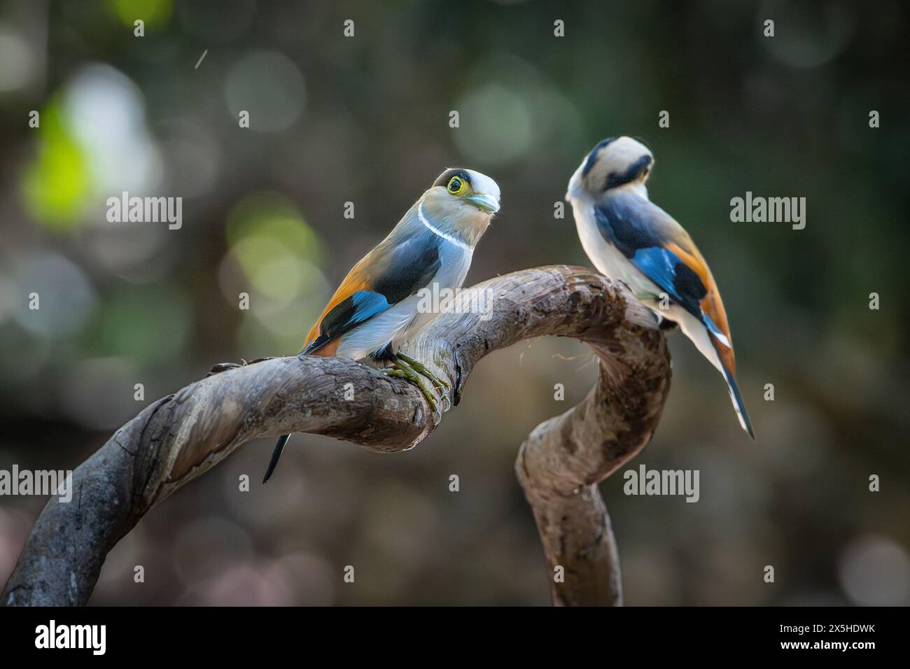 Small birds in Ma Da forest in Vinh Cuu district, Dong Nai province ...