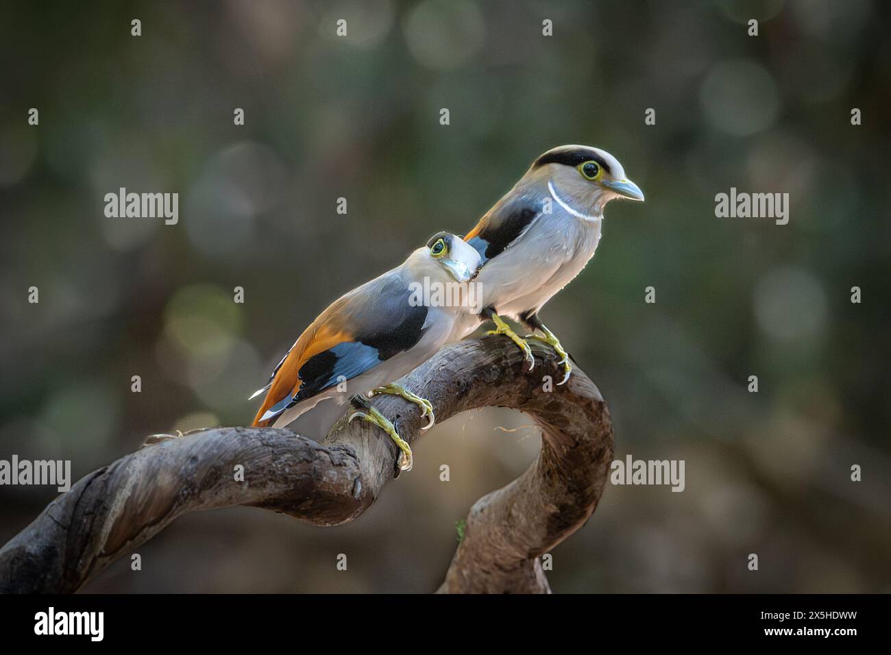 Small birds in Ma Da forest in Vinh Cuu district, Dong Nai province ...